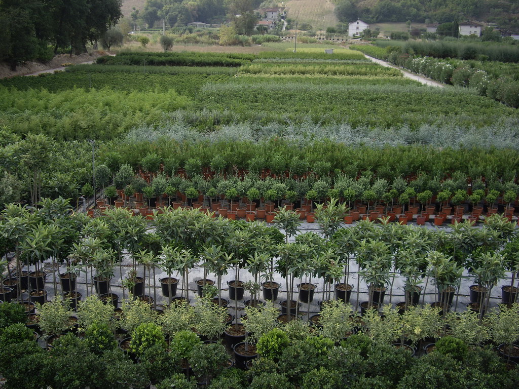 I Vivai « Piante Santori