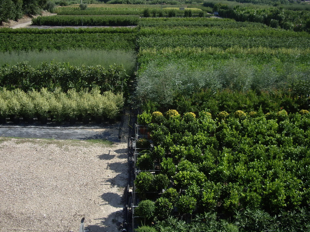 I Vivai « Piante Santori