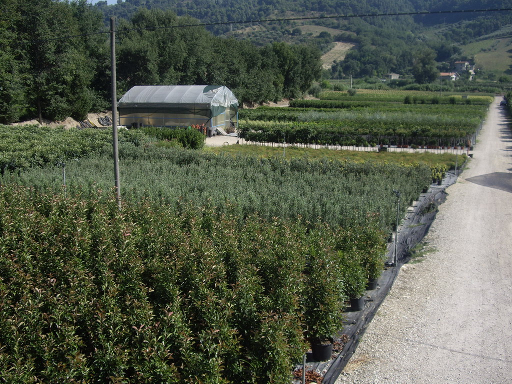 I Vivai « Piante Santori