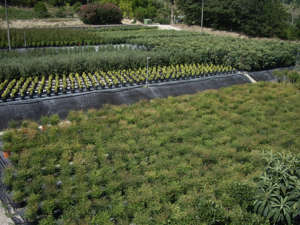 I Vivai « Piante Santori