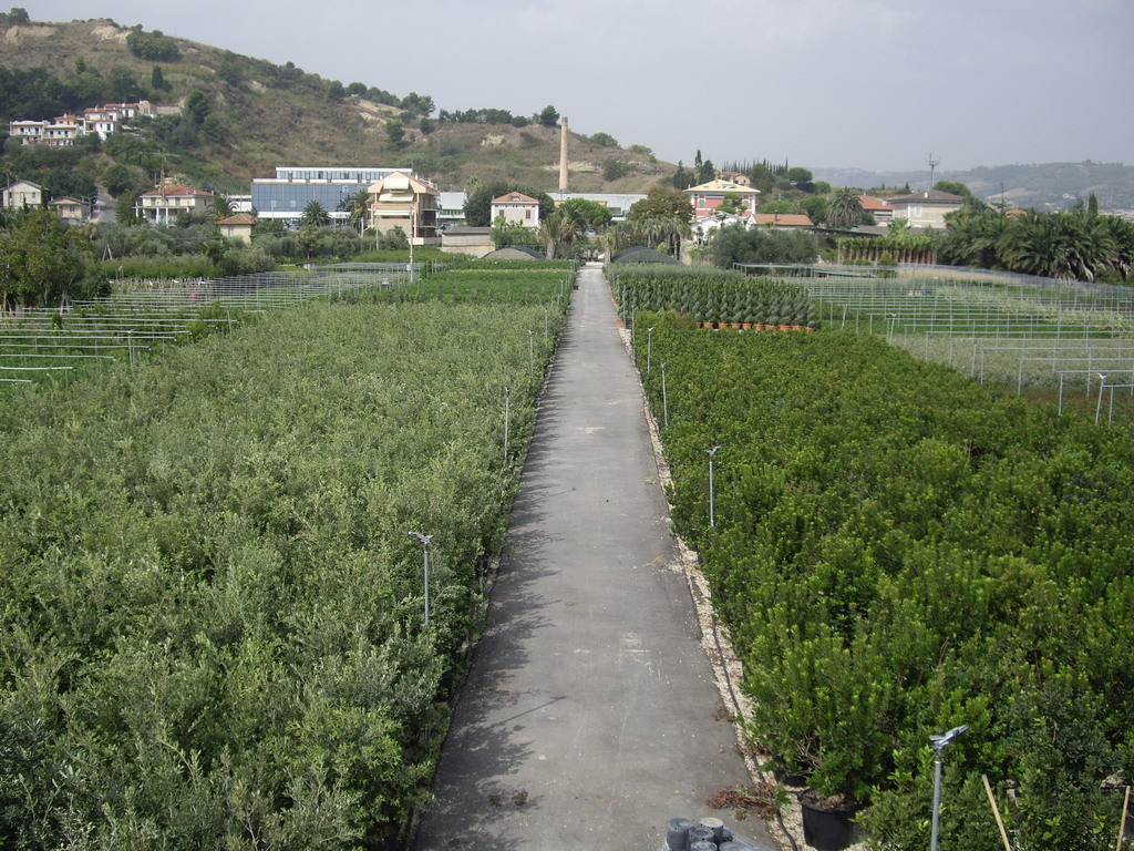 I Vivai « Piante Santori