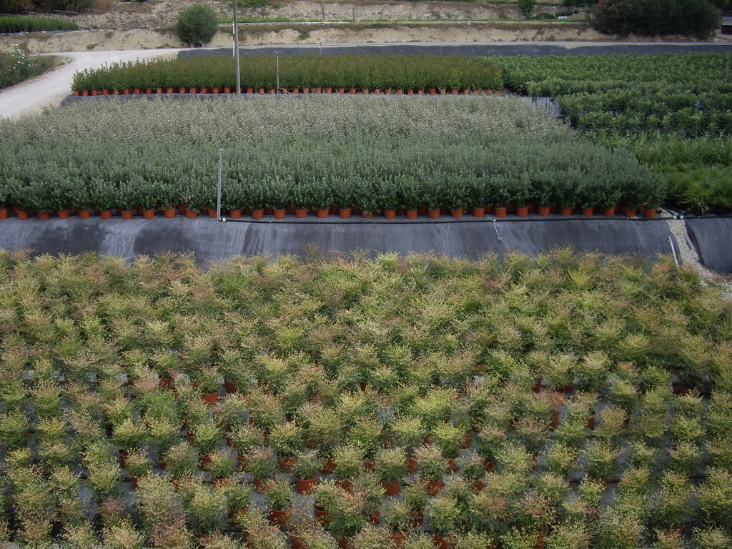 I Vivai « Piante Santori