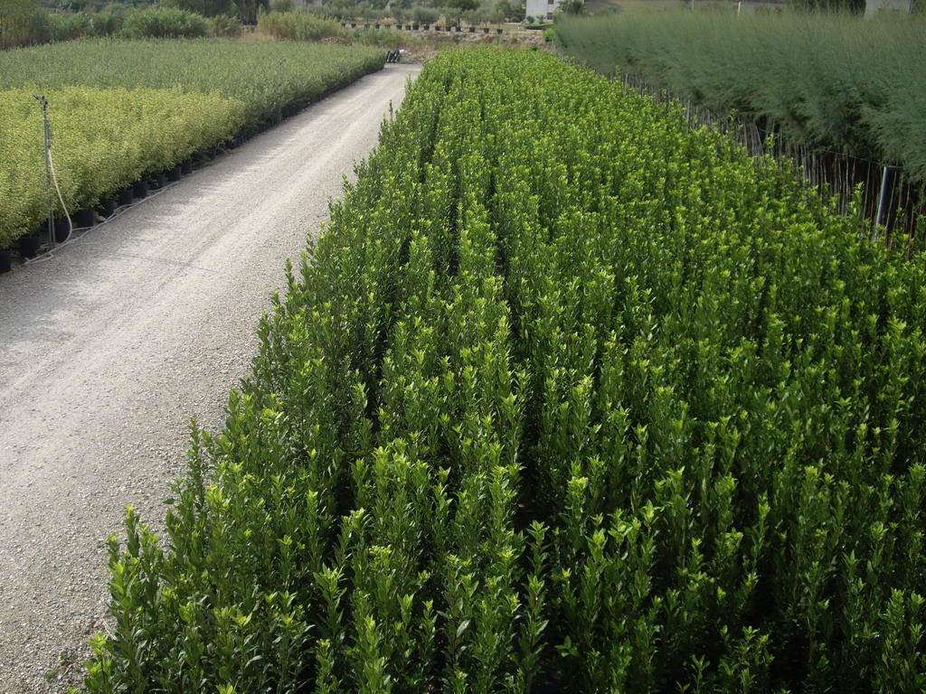 I Vivai « Piante Santori