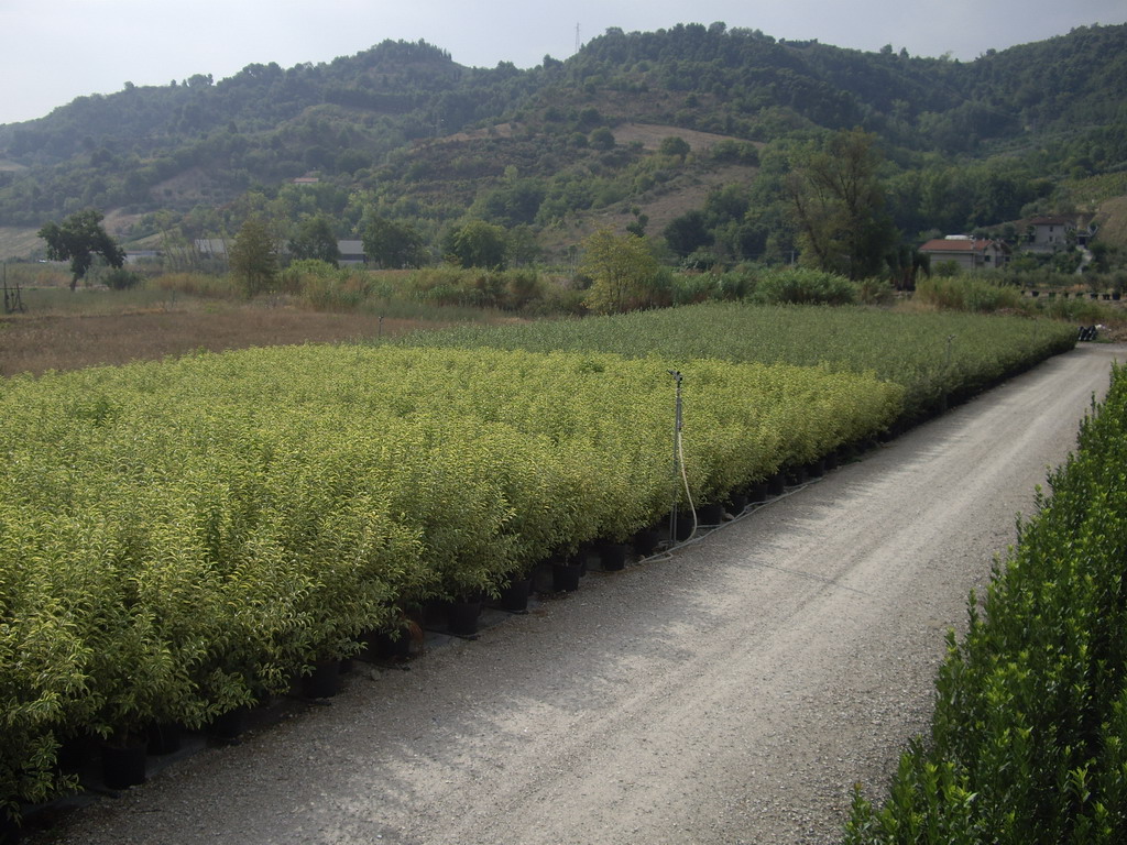 I Vivai « Piante Santori