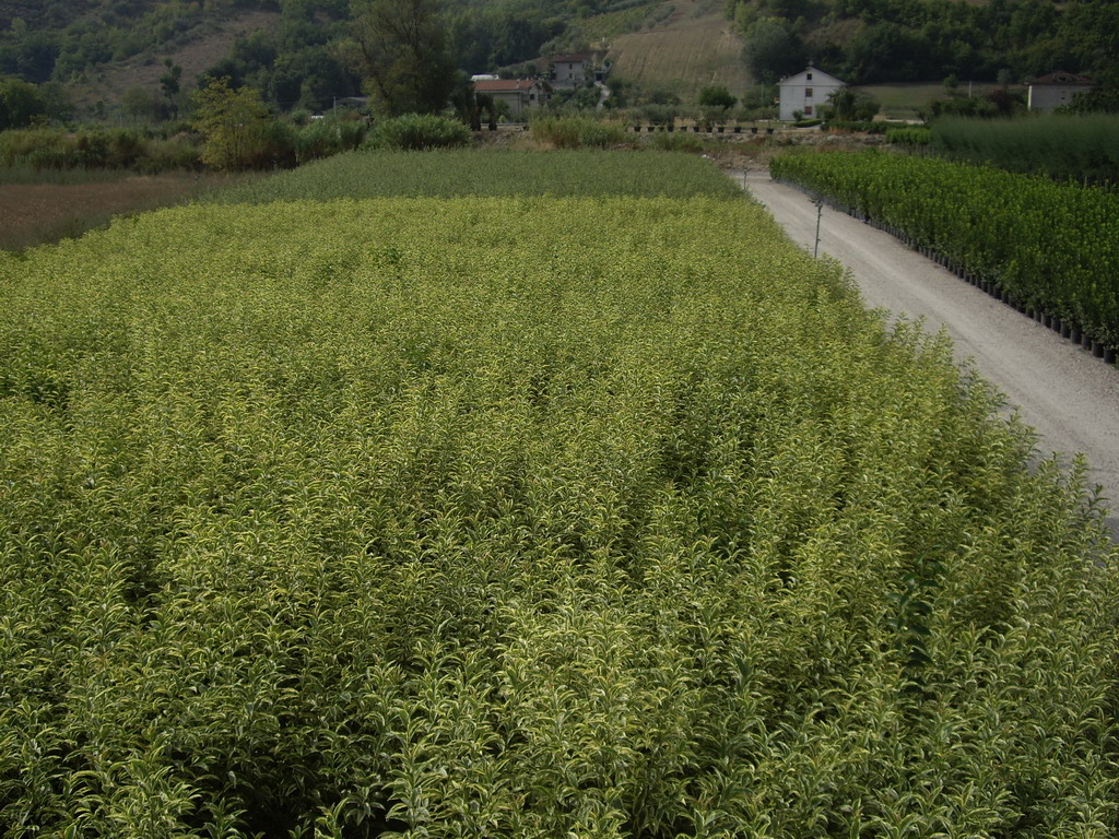 I Vivai « Piante Santori