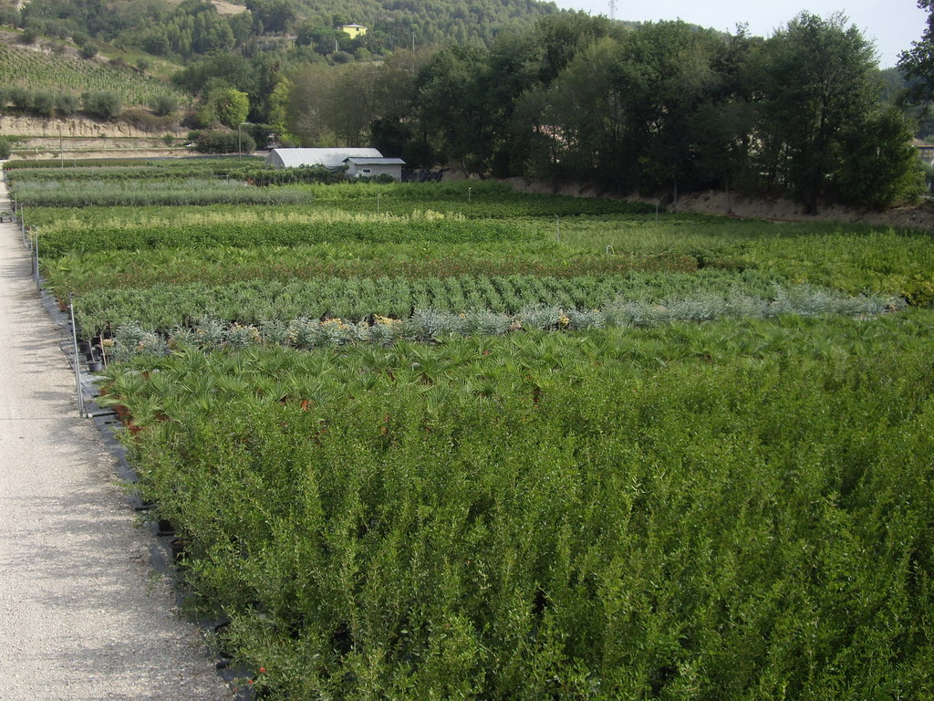 I Vivai « Piante Santori
