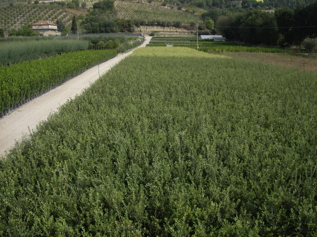 I Vivai « Piante Santori