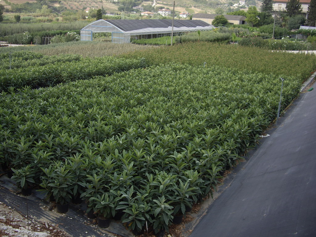 I Vivai « Piante Santori